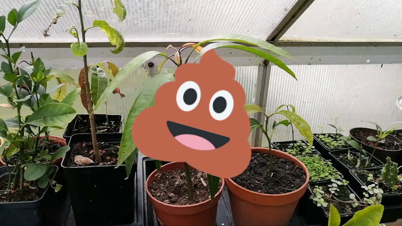 38. Jak wyhodować mango z pestki w doniczce, pielęgnacja, nawożenie ...