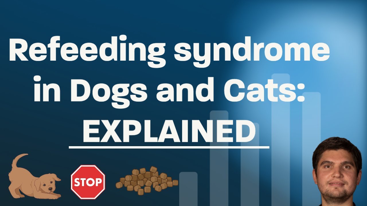 Refeeding Syndrome in Dogs and Cats: Why It Can Be Deadly and How to ...