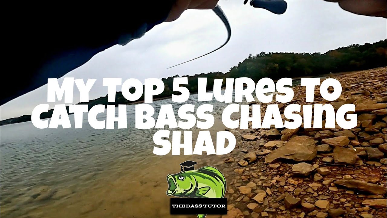 Top 5 Lures To Catch Bass Chasing Shad (Catching Fall Bass In Shad ...