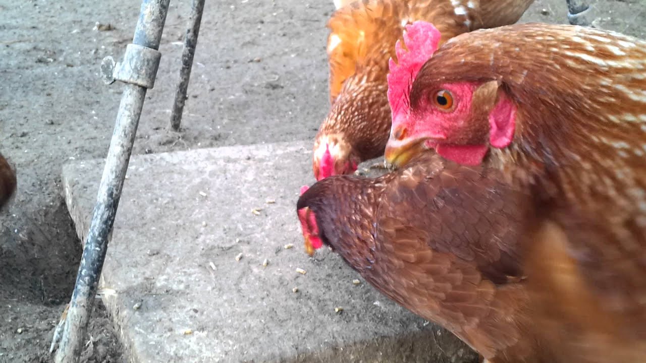 Hens at the feed hopper - YouTube