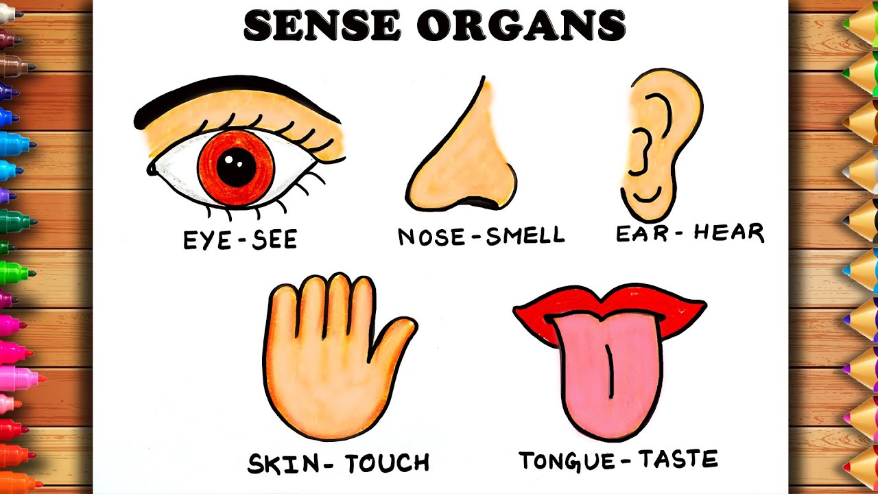 How to draw Sense Organs | Easy Sense Organs Drawing | Sense Organs ...