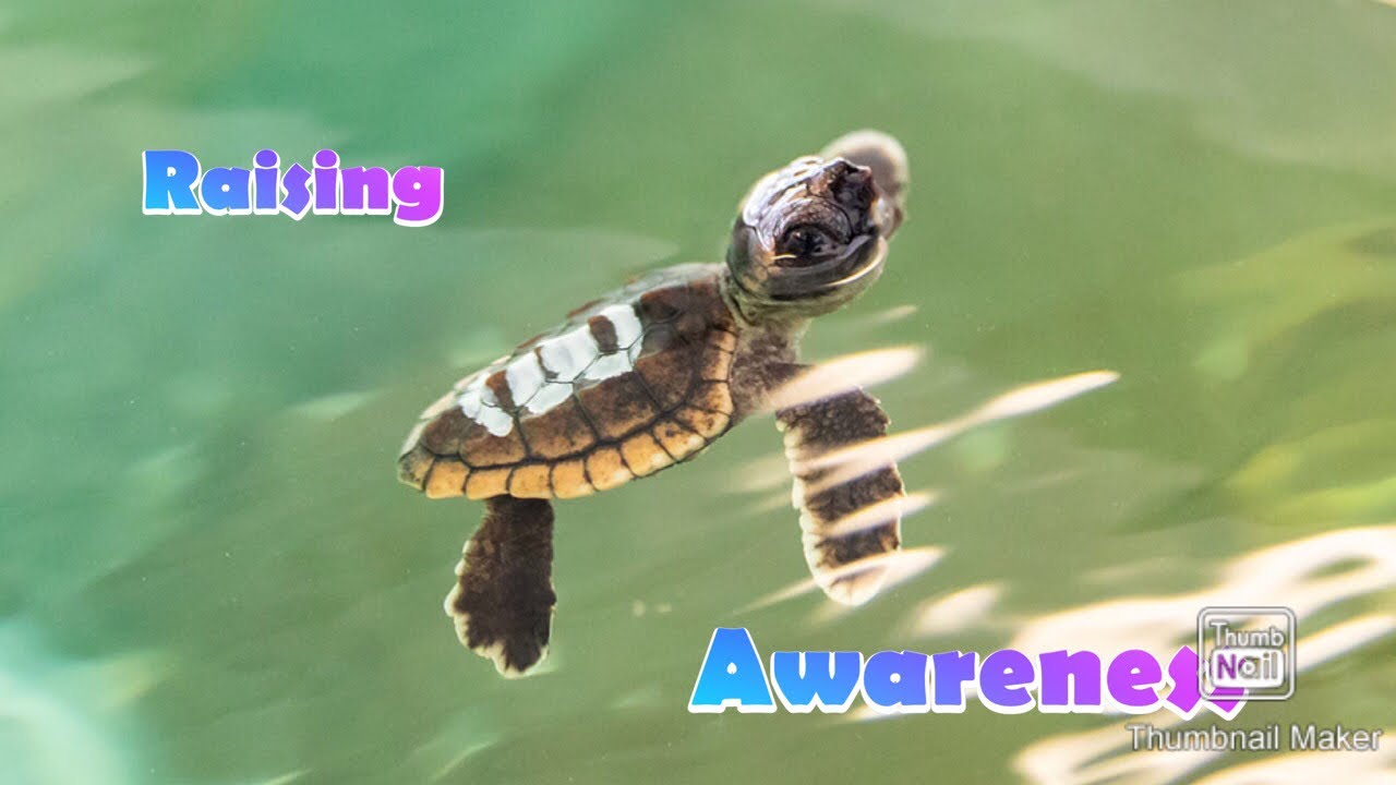 Raising Awareness YouTube raising-awareness-youtube
