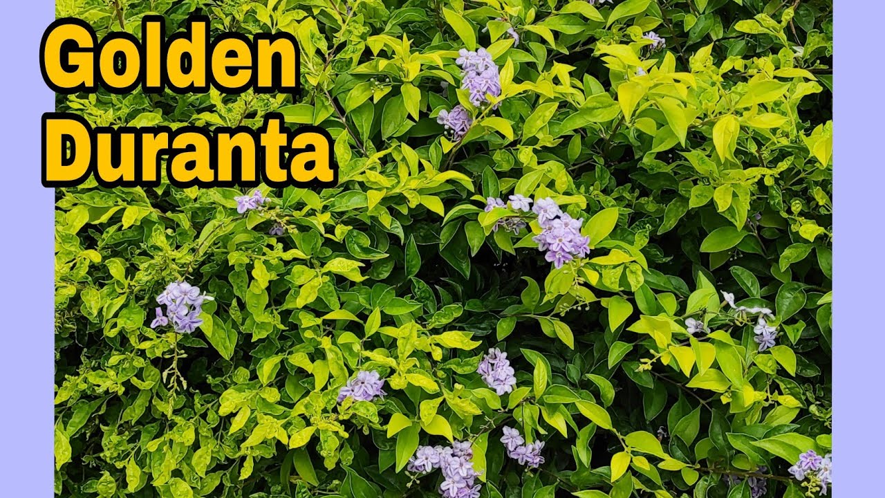 Beautiful Best Hadge Plant /Golden Duranta - YouTube