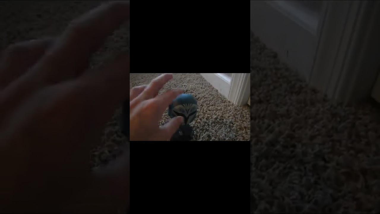 most of are fonko pops - YouTube