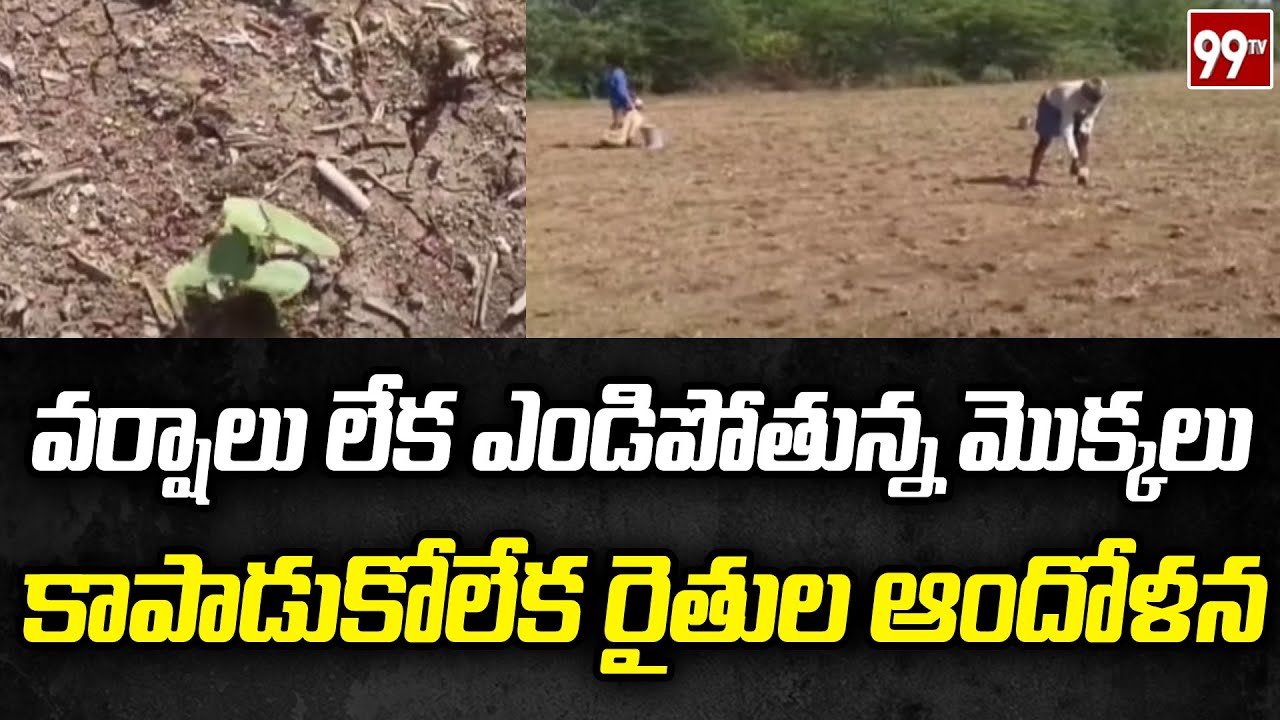 Farmers Facing Problems In Cultivation Due To No Rain at Nirmal | 99TV ...