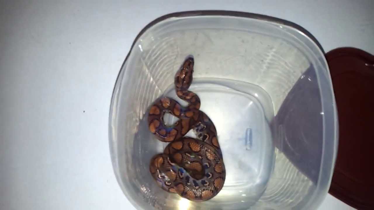 How to Weigh Your Snake - YouTube