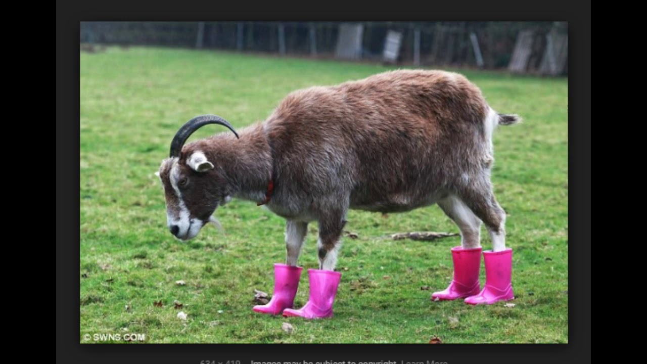 Goat Eating On His Knees - Anyone Know Why? - YouTube