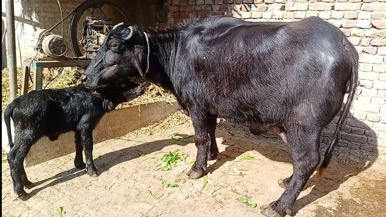 Watch pure neeli buffalo for sale on YouTube arifwala 03006537323 _16 ...