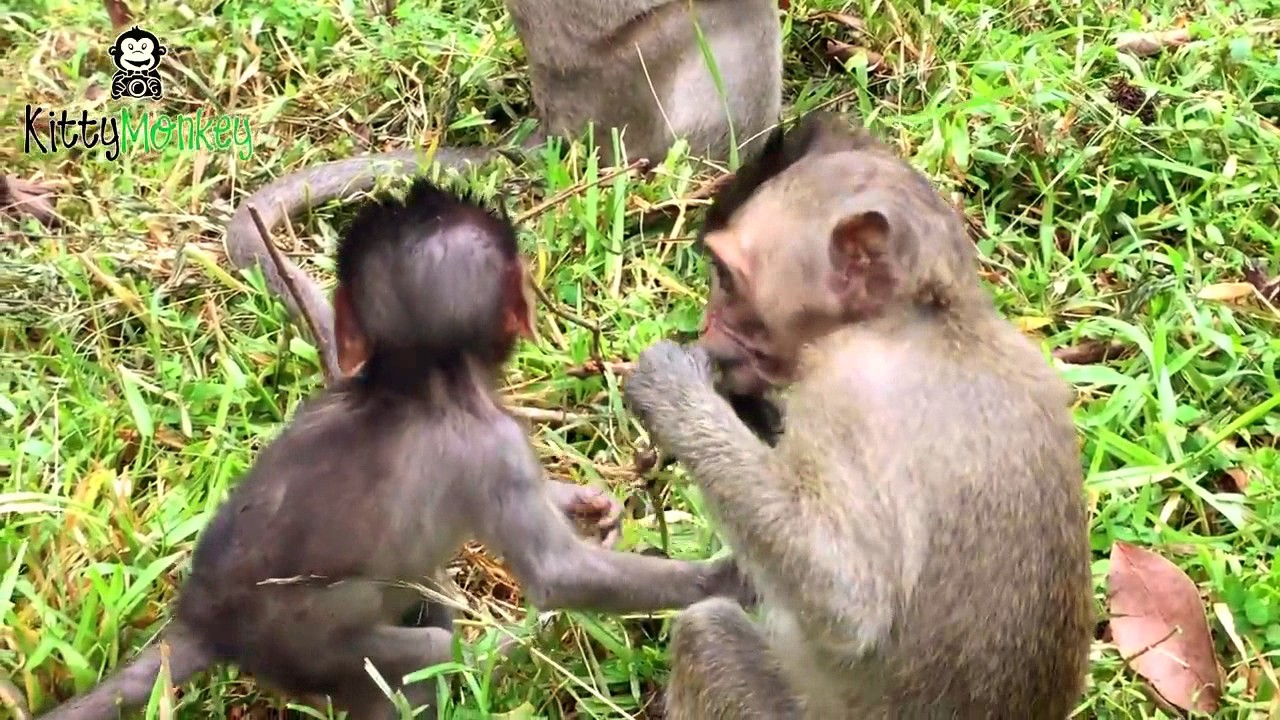 mating monkey OMG What little monkeys doing - YouTube