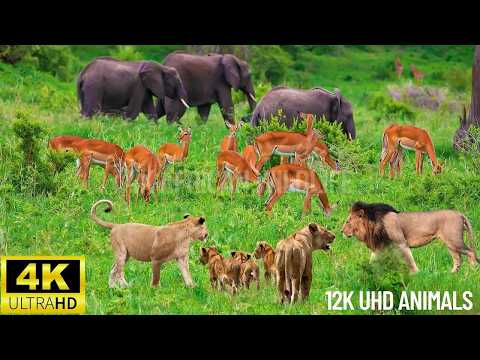 4K  African Wildlife: Virunga National Park - Beautiful wildlife movies with real sound