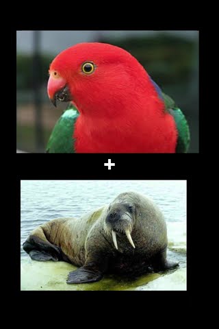 Which one is the most cursed? (Animal edition) (Reupload) - YouTube