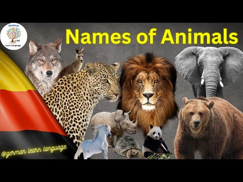 German Animal Names You MUST Know! - YouTube
