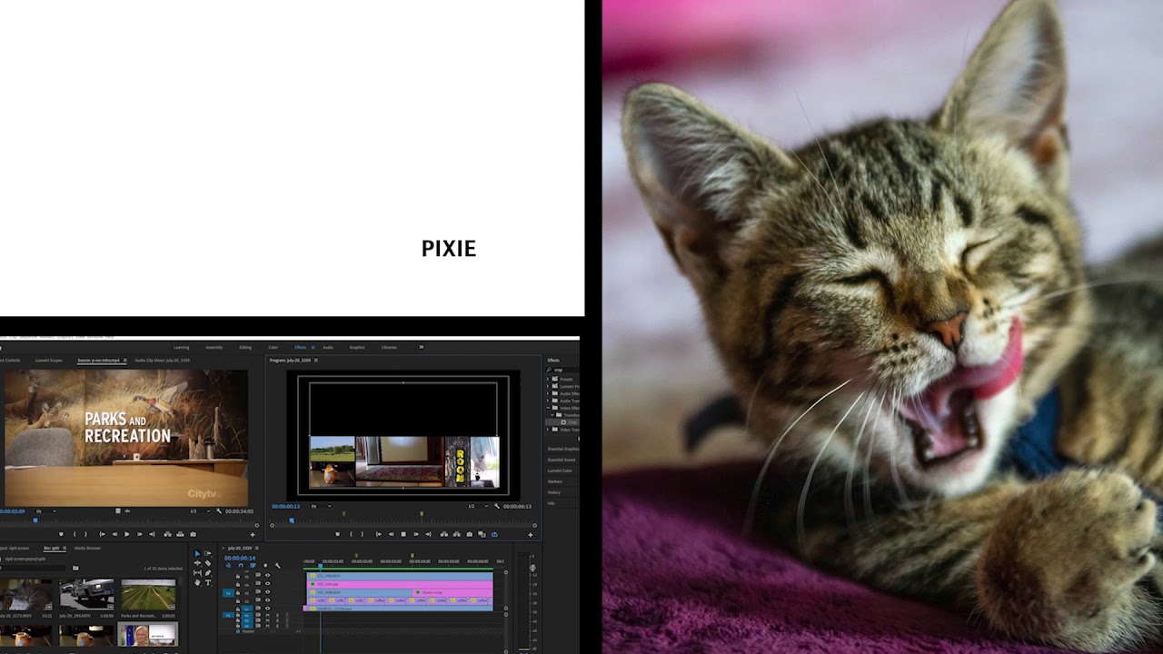 Cats and Rec intro - YouTube