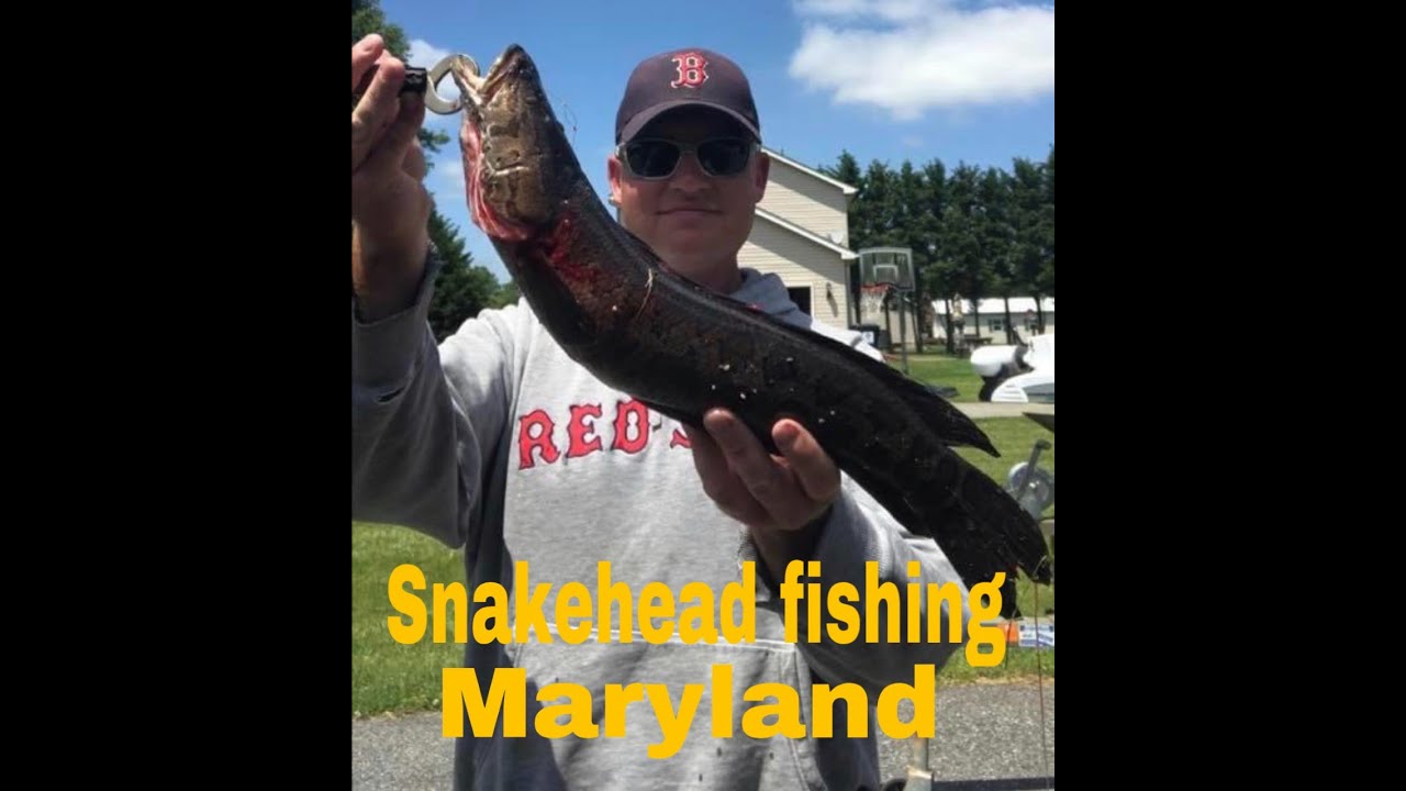 Snakehead fishing in Maryland May 2020 catcthing Snakeheads - YouTube