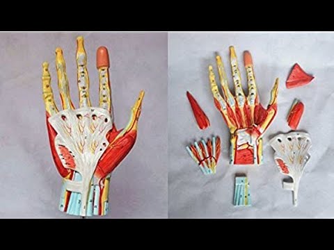 Hand muscular model | ANATOMY - YouTube