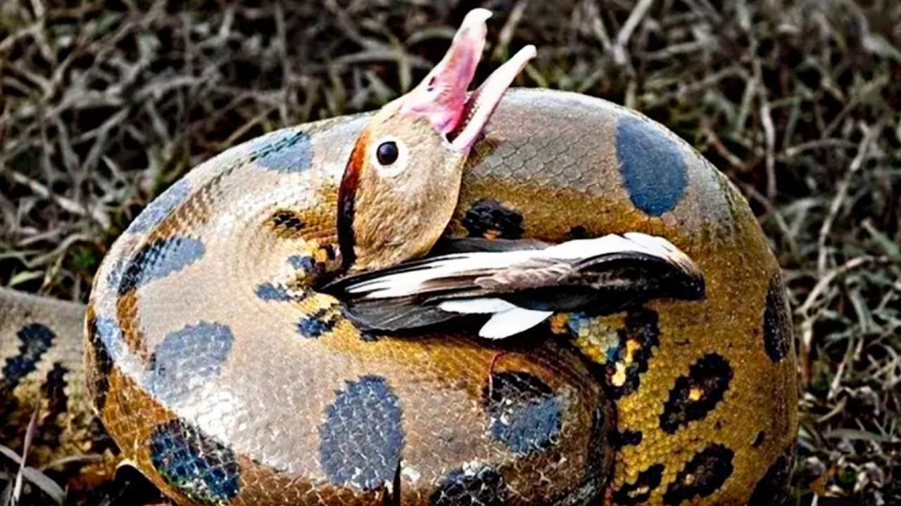 আস্ত হাঁস গিলে খেল সুন্দরবনের অজগর । Python Eats Duck । ‍Sundarban Python । Sundarban Express ...