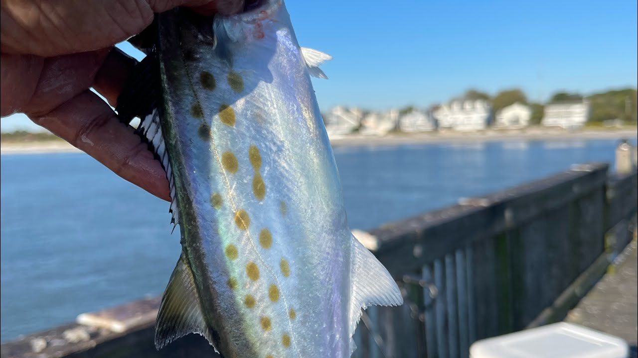 James River Fishing!! Spot, Roundhead, Trout and Spanish Mackerel ...