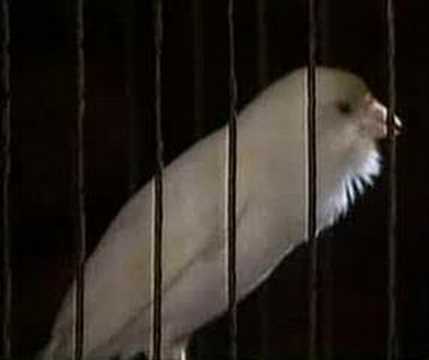 russian canary 5 Amazing - YouTube