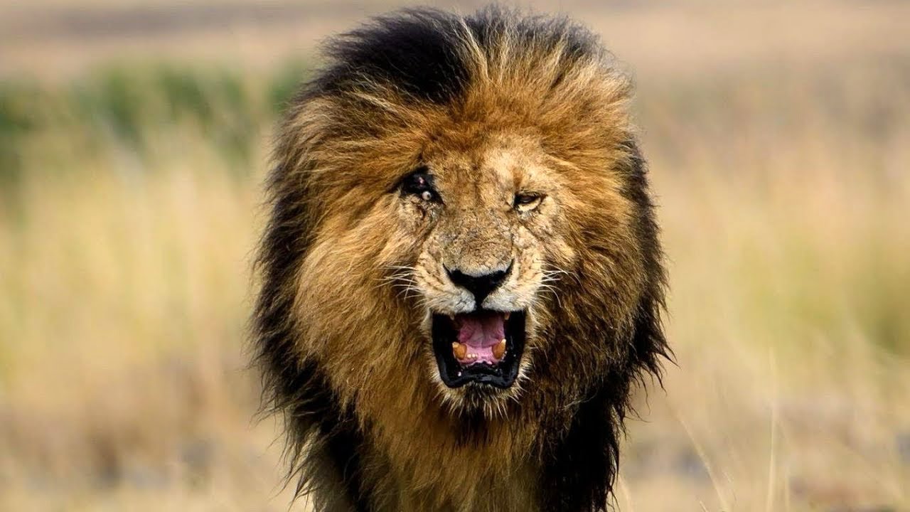 Scarface | The Untold Story of A King Lion - YouTube