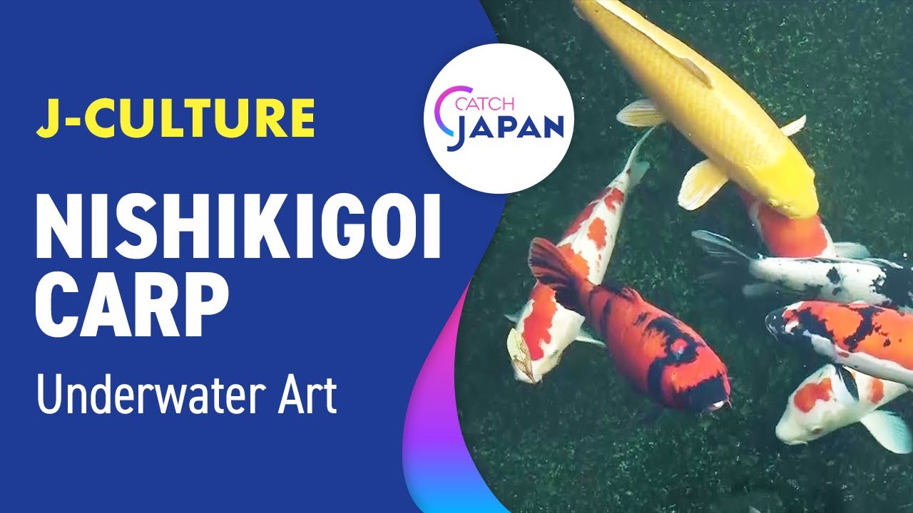 Underwater Art: Nishikigoi Carp | Niigata, Japan - YouTube