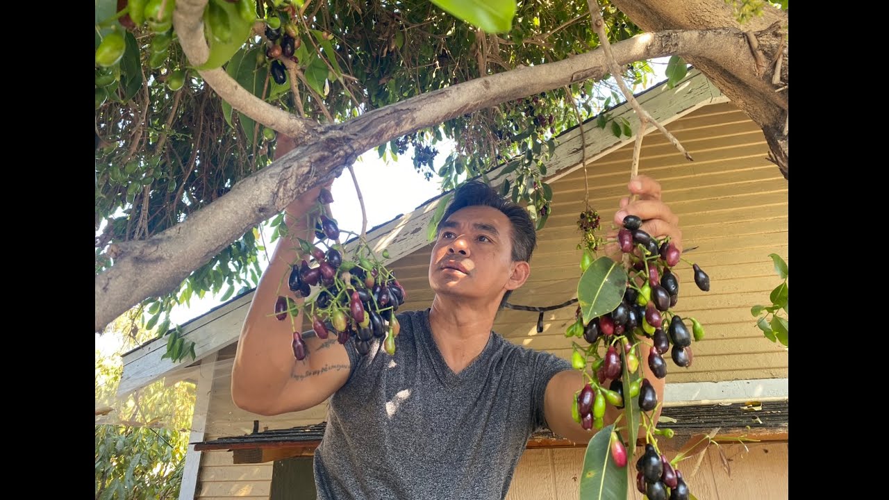 ផ្លែ ព្រីងនៅក្រោយផ្ទះបង General. Preng at Bong General Backyard - YouTube