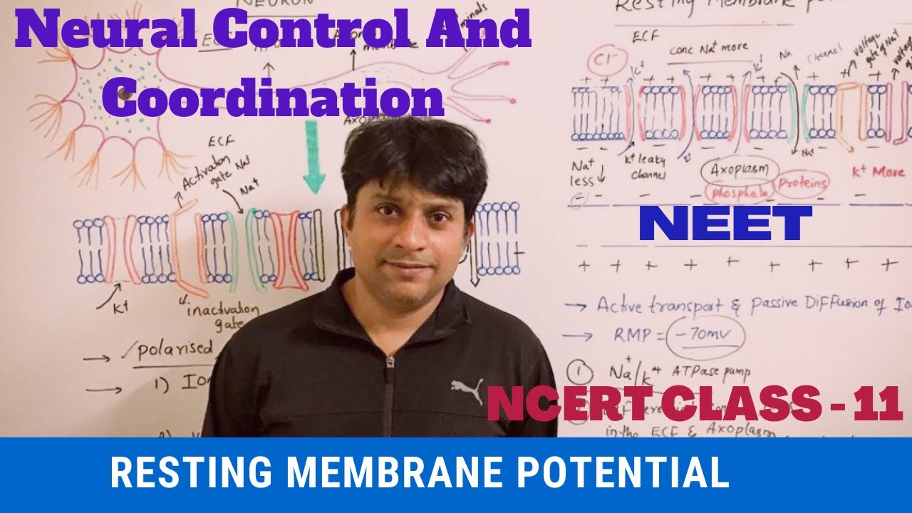 RESTING MEMBRANE POTENTIAL - NEURON |Neural Control And Coordination ...