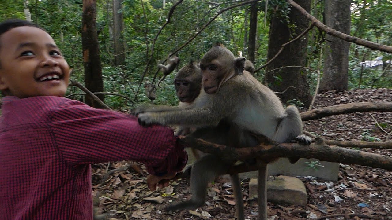 Sunday For My Son to See Me Filming Monkeys - YouTube