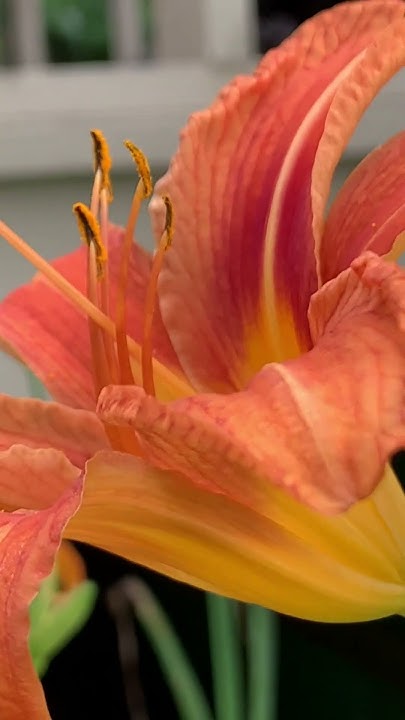 Beautiful Lilly Close Up Shorts Youtube