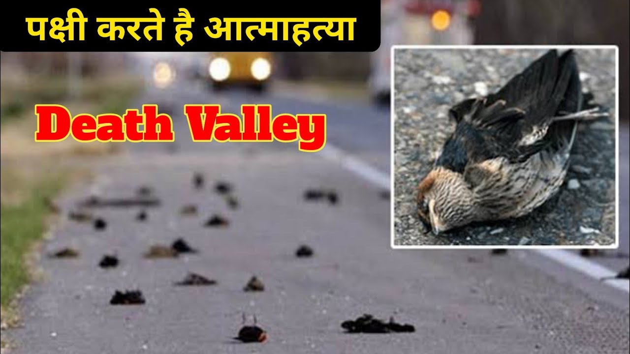 Jatinga Death Valley Assam ? यहां रहस्यमय तरके से पक्षी करते हैं ...