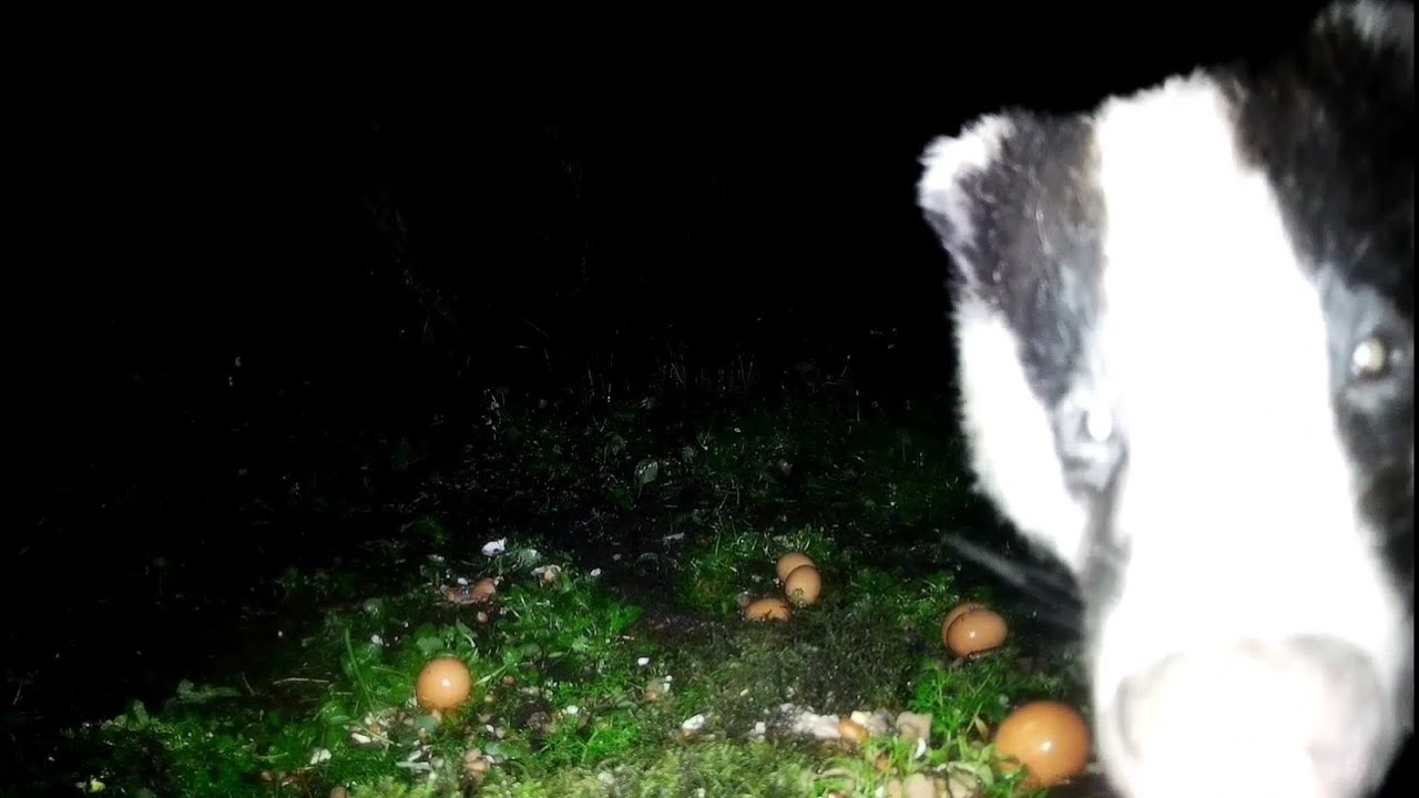 The Badger & the egg & other tales from an Irish wood. See description ...