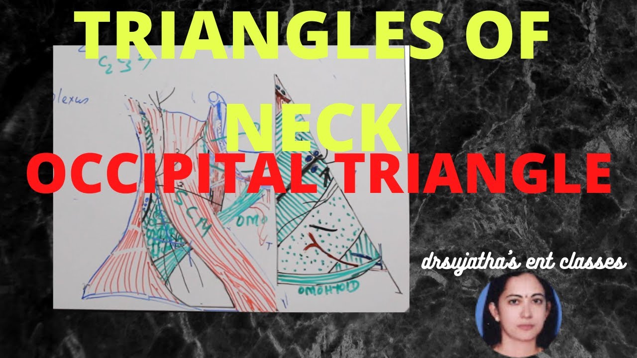 112.Triangles of Neck Anatomy #Posterior triangle neck # occipital ...