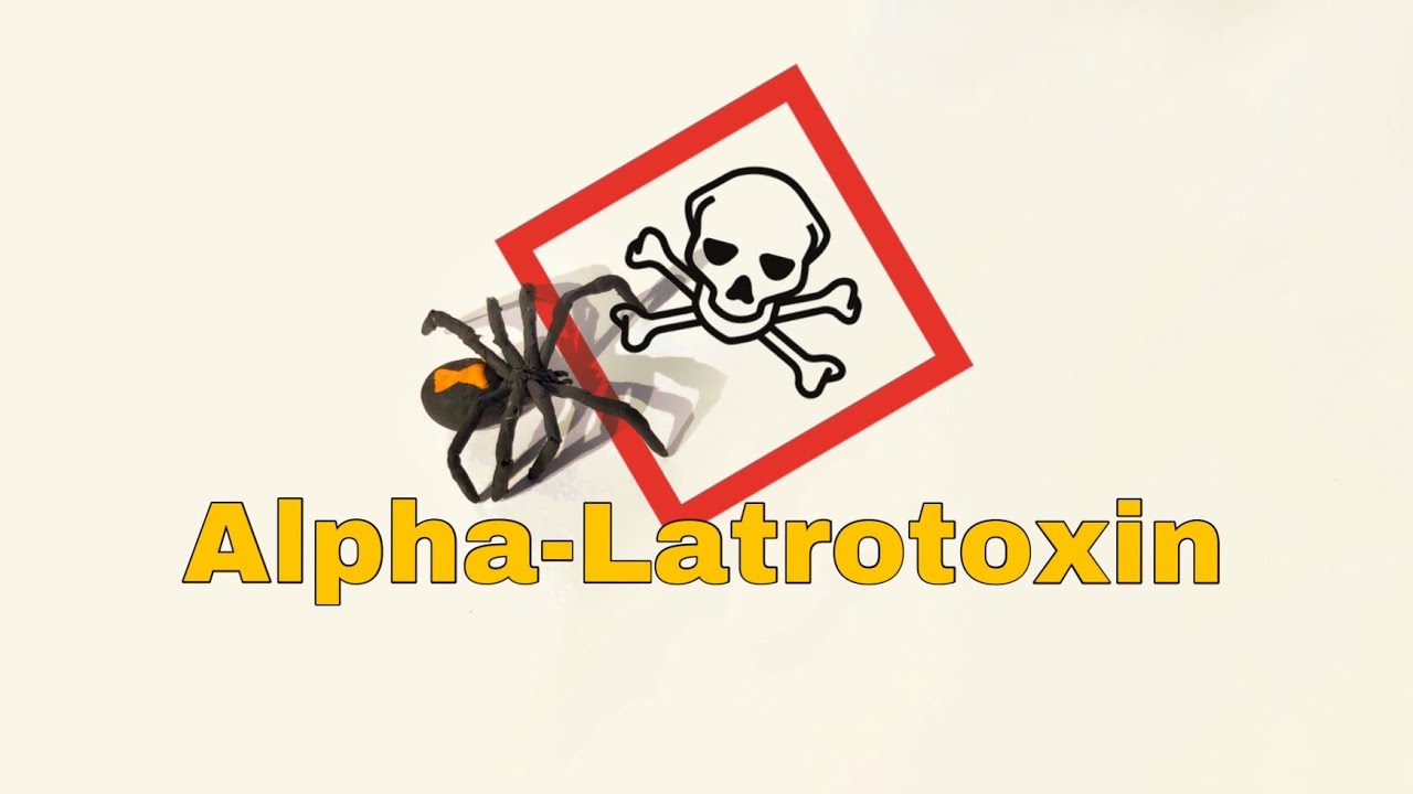 Wirkungsweise von a-Latrotoxin an der Synapse - YouTube