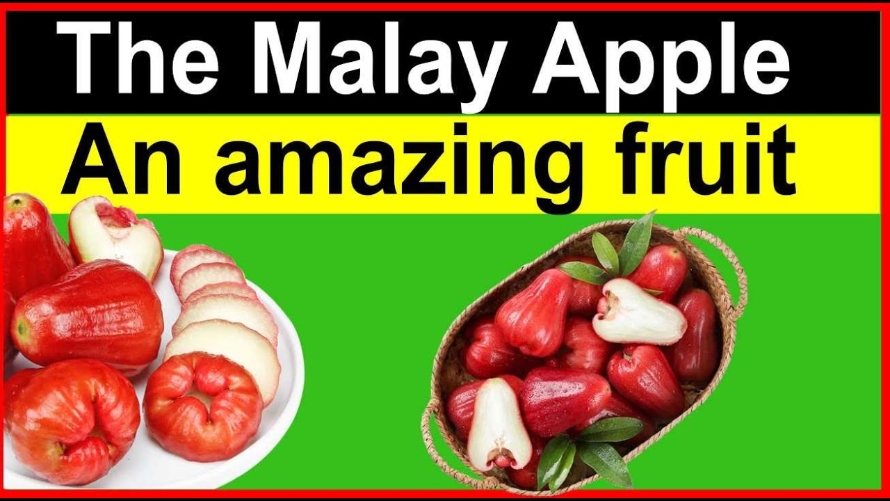 Health benefits of the Malay Apple fruit - YouTube