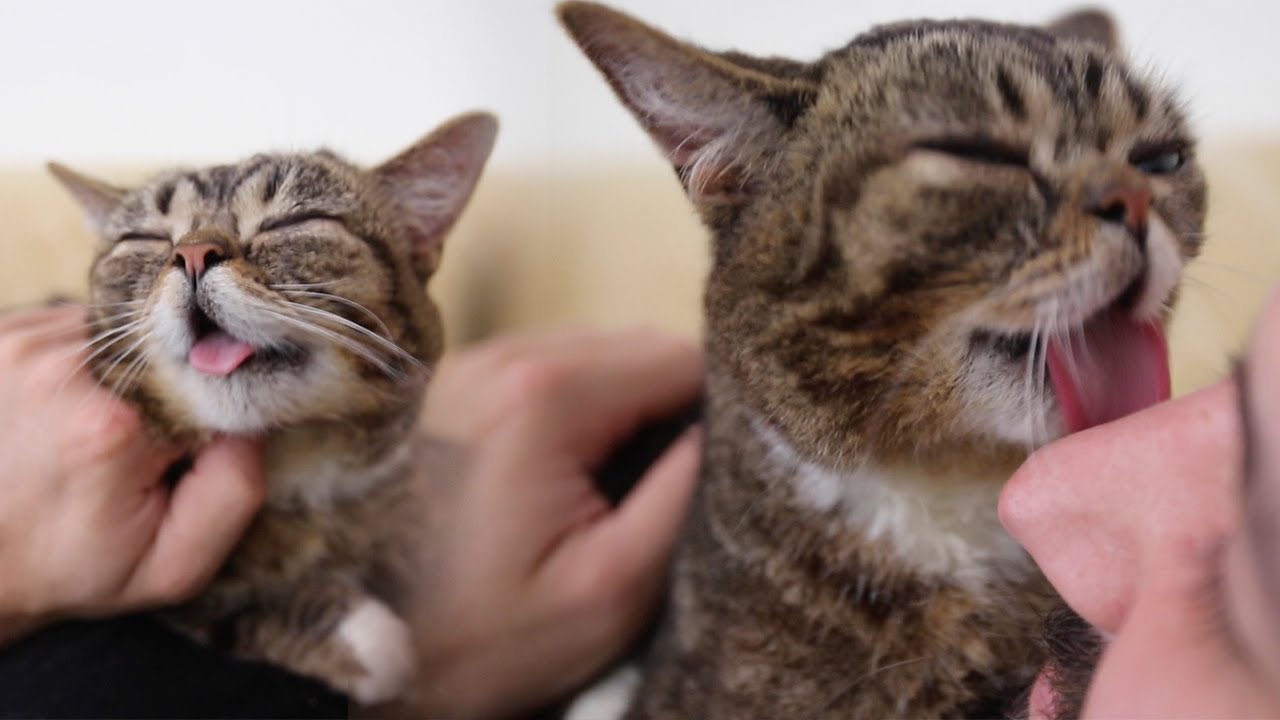 THANKS BUB - YouTube