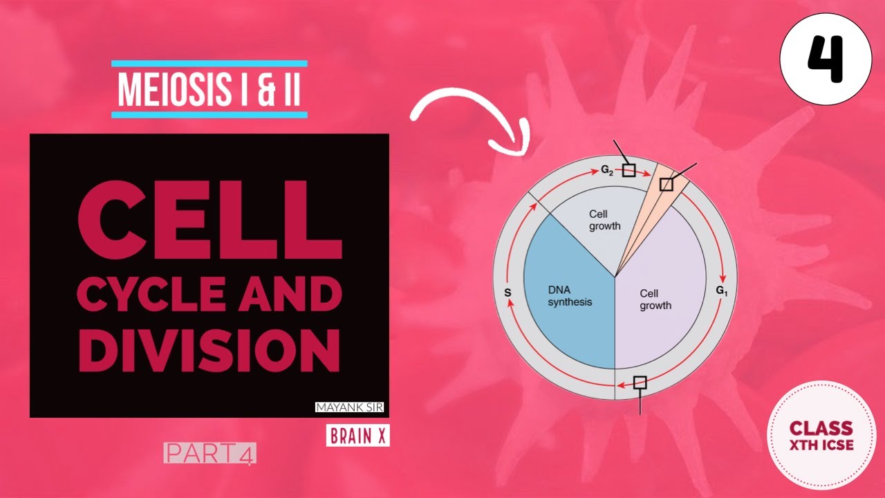 Cell Cycle and Division: Class X ICSE | In-Depth Insights with Mayank ...