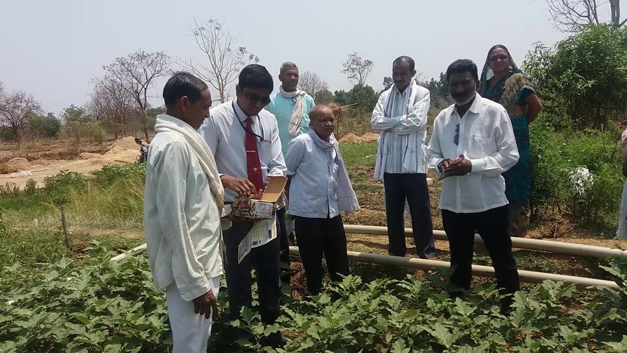 Rcm Harit Sanjivani result in baigan tree at mulha Gondia gauidance ...