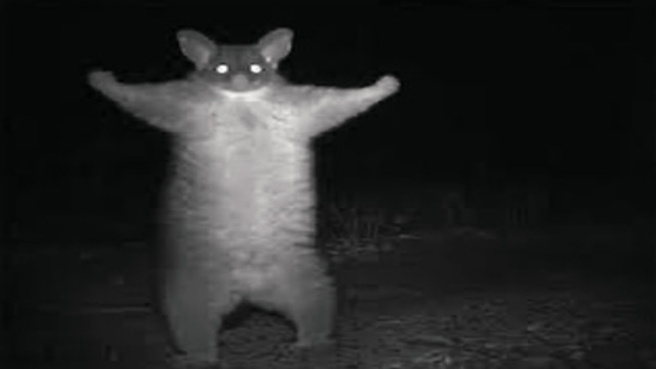 Meme Absurd Yang Saya Temukan Di Malam Hari Part (4) - YouTube