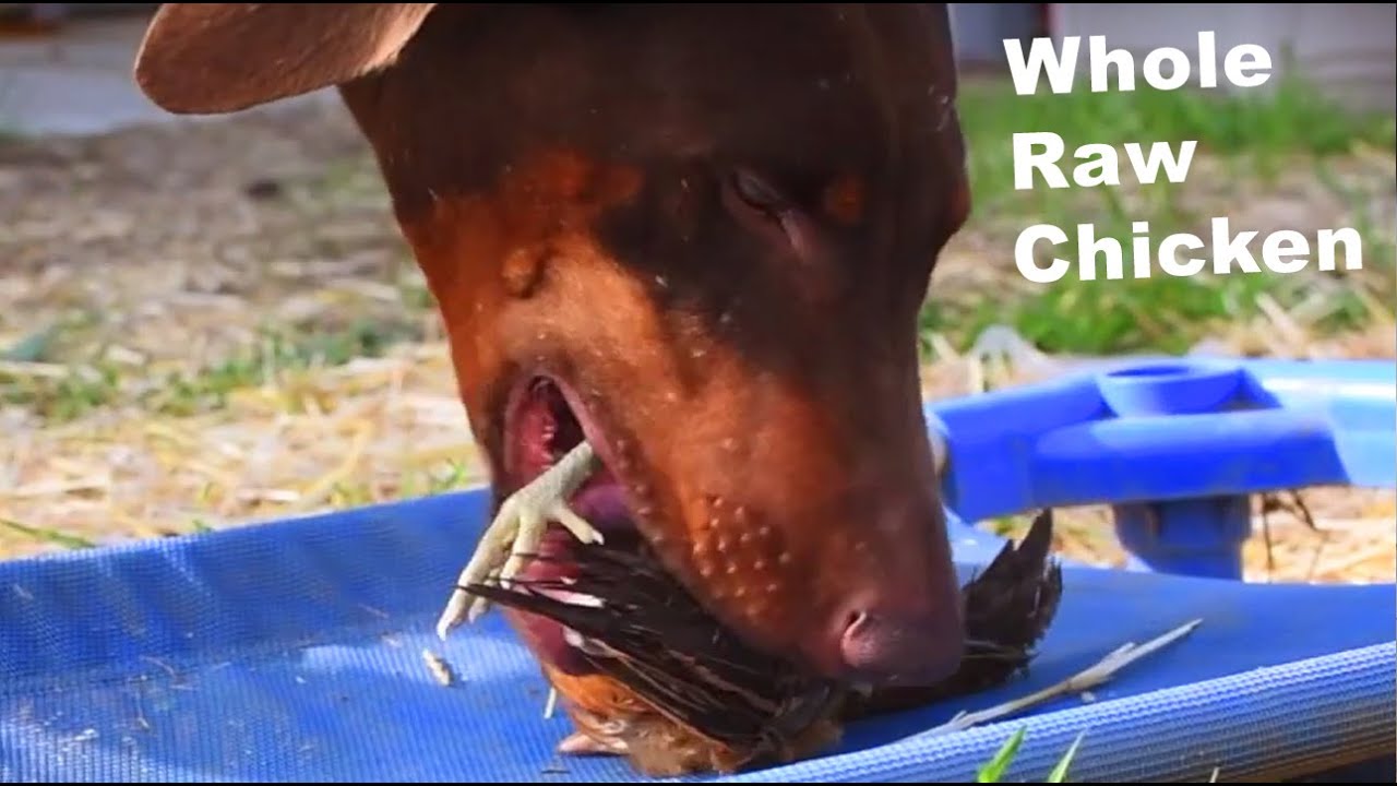 Doberman Eating Whole Raw Chicken with Feathers - YouTube