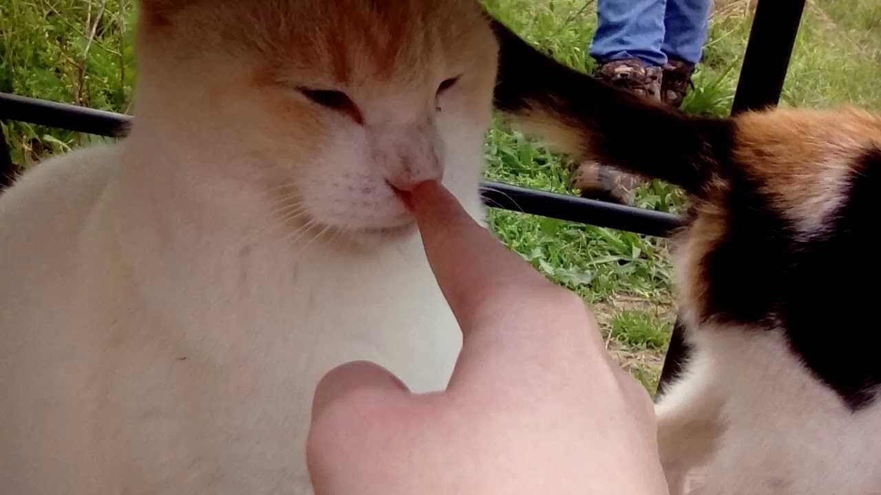 Poking a cat 243 - YouTube