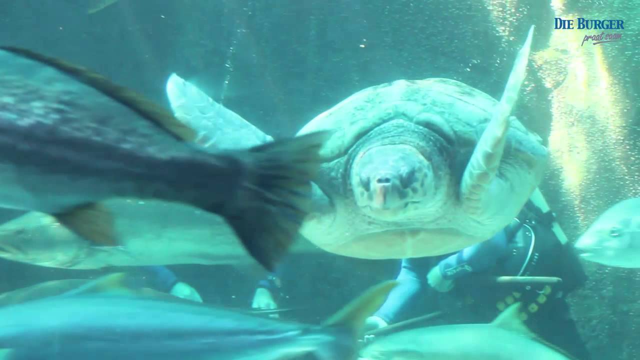 Groet seeskilpad in die akwarium - YouTube