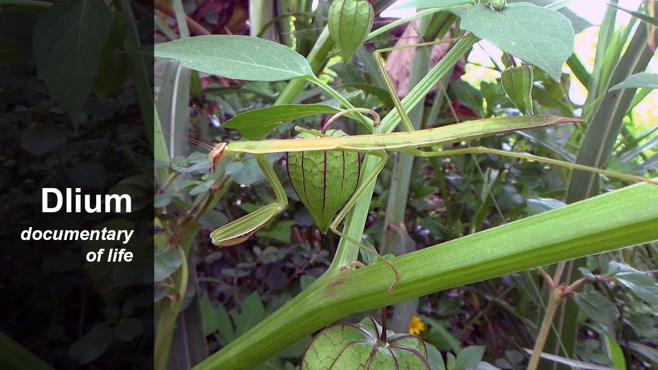 Costa mantis (Tenodera costalis) - part 2 - YouTube