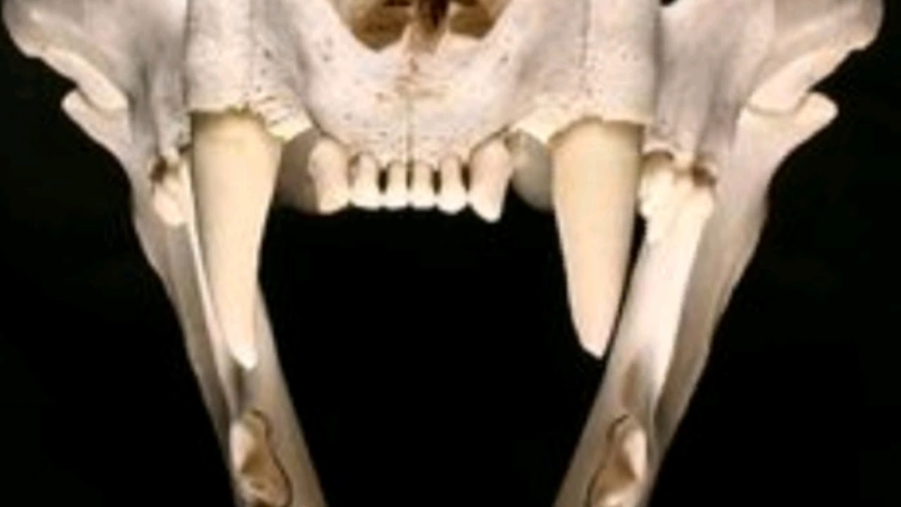 cómo son los gaster blaster en la vida Real Real life - YouTube