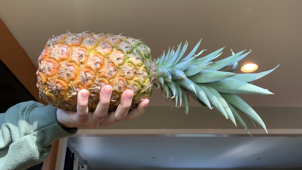 pineapple update. 🍍 - YouTube