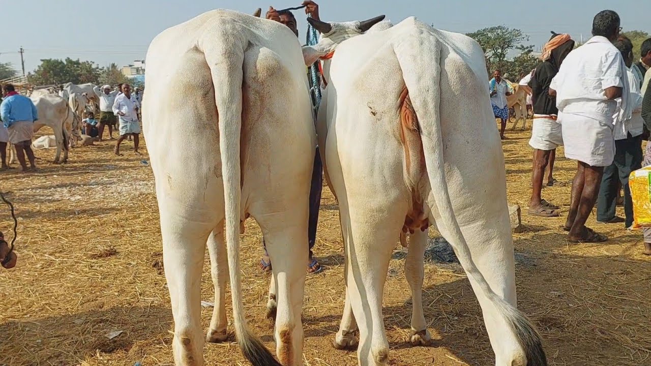 పెబ్బేరు శనివారం సంతలో ఆవుల ధరలు | Pebbair Saturday cow market | cow ...