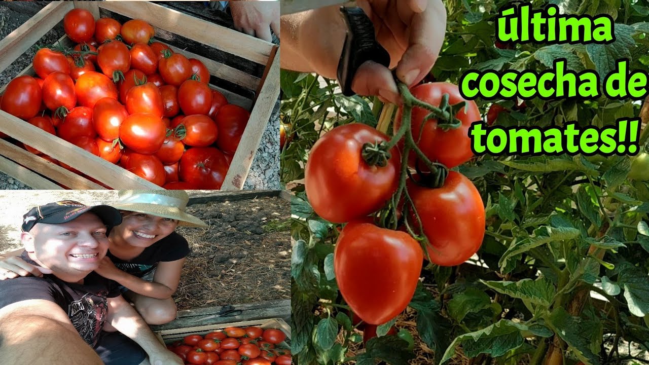 muchos tomates peritas y americanos, cosechando en casa - YouTube