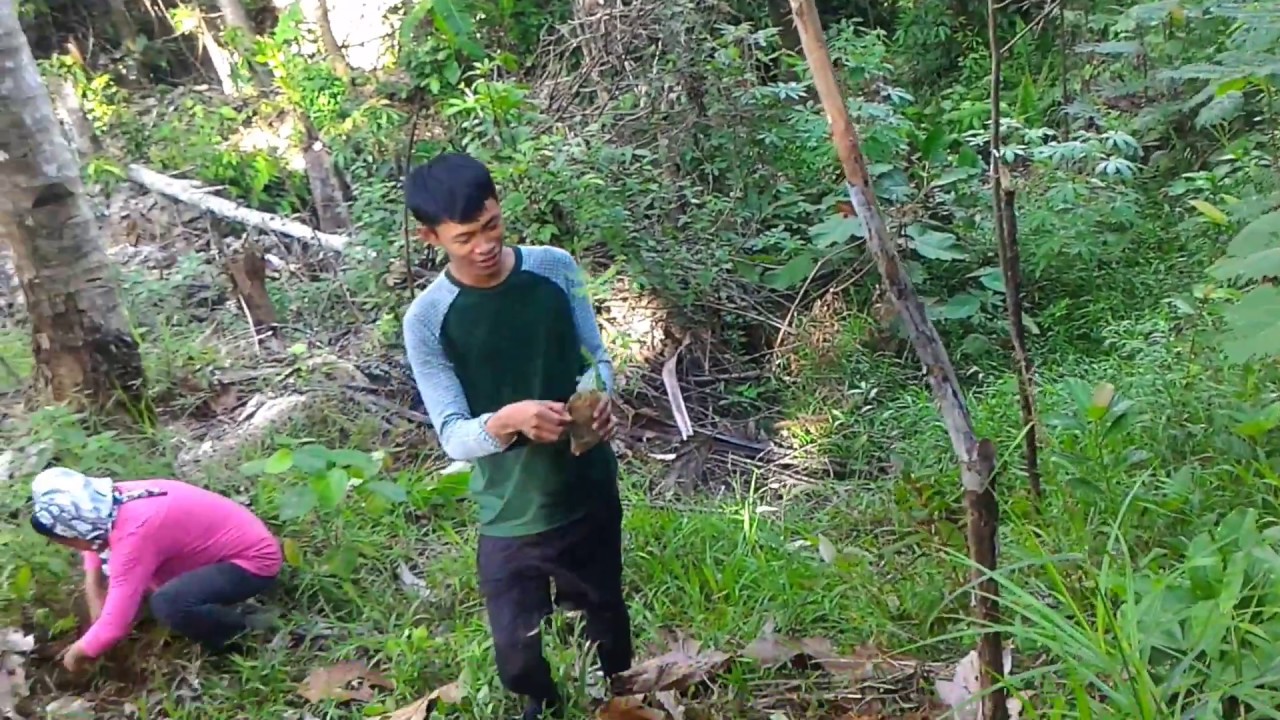 Falcata Tree Planting Tutorial (Newbie) - YouTube