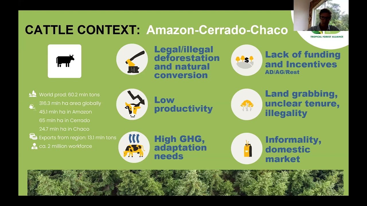 Deforestation Infographic Video