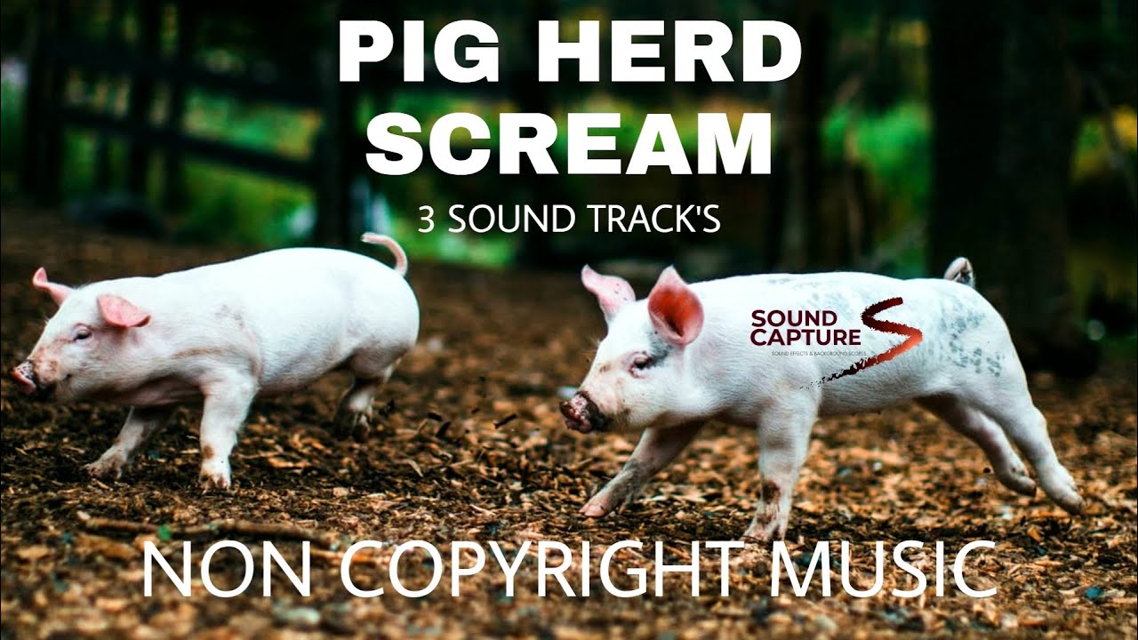 PIG HERD SCREAM SOUNDS | NO COPYRIGHT MUSICS | SOUND EFFECTS | SOUND ...