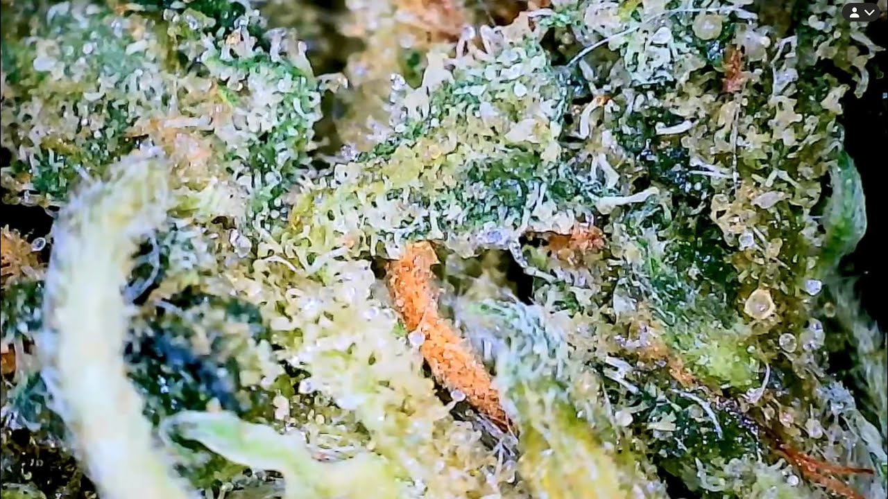 Micro-Inspection Trichomes Pt. 1 // Buds at Big/Best Looking // Tomato ...