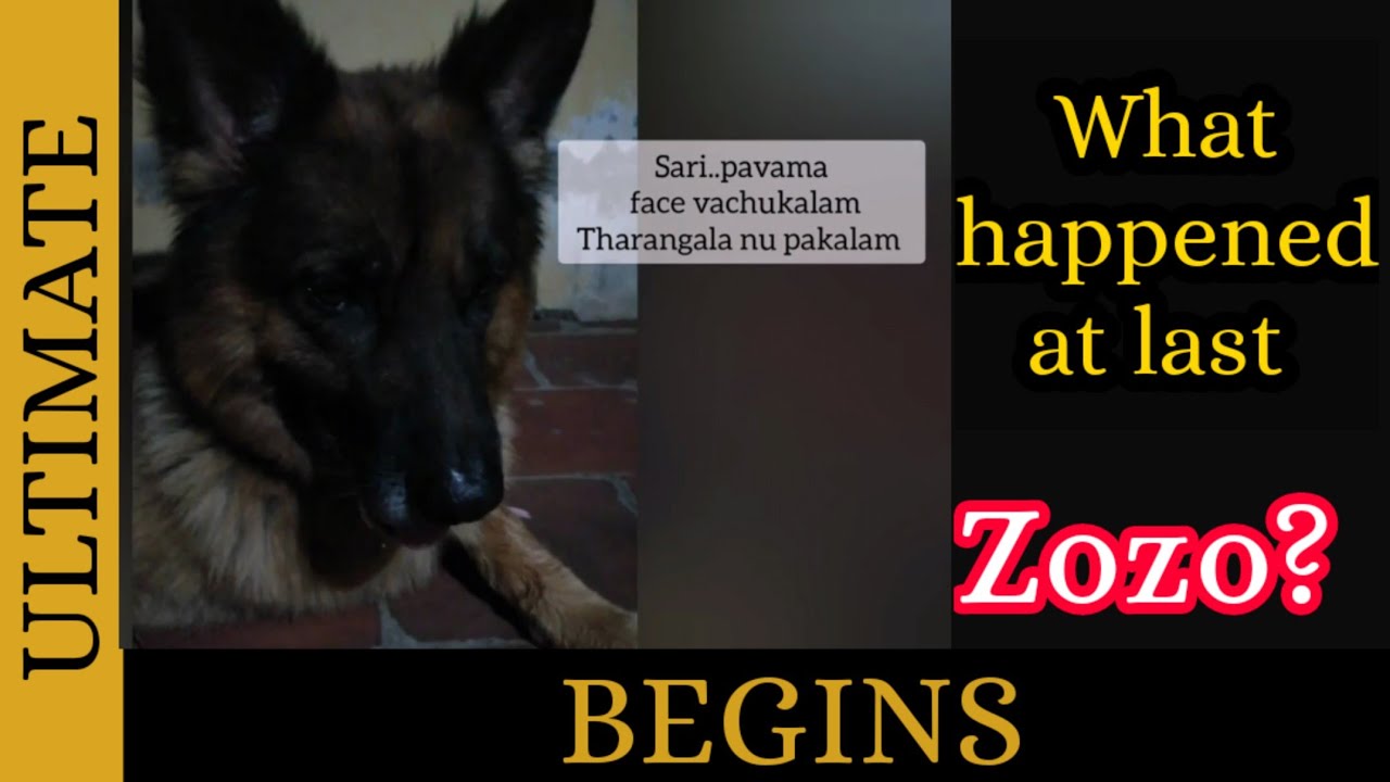 zozo want Tandoori chicken 😋🍗|| ZozosamGermanshepherd - YouTube